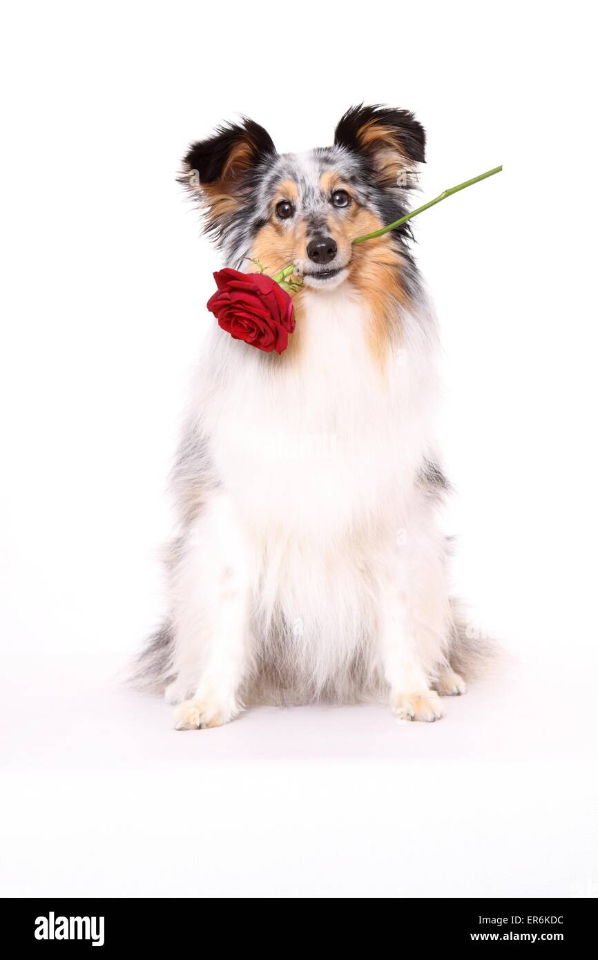 sitting Shetland Sheepdog Stock Photo - Alamy
