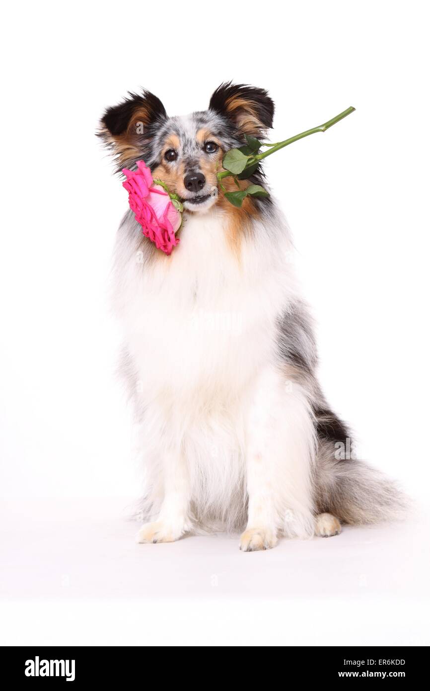 sitting Shetland Sheepdog Stock Photo - Alamy