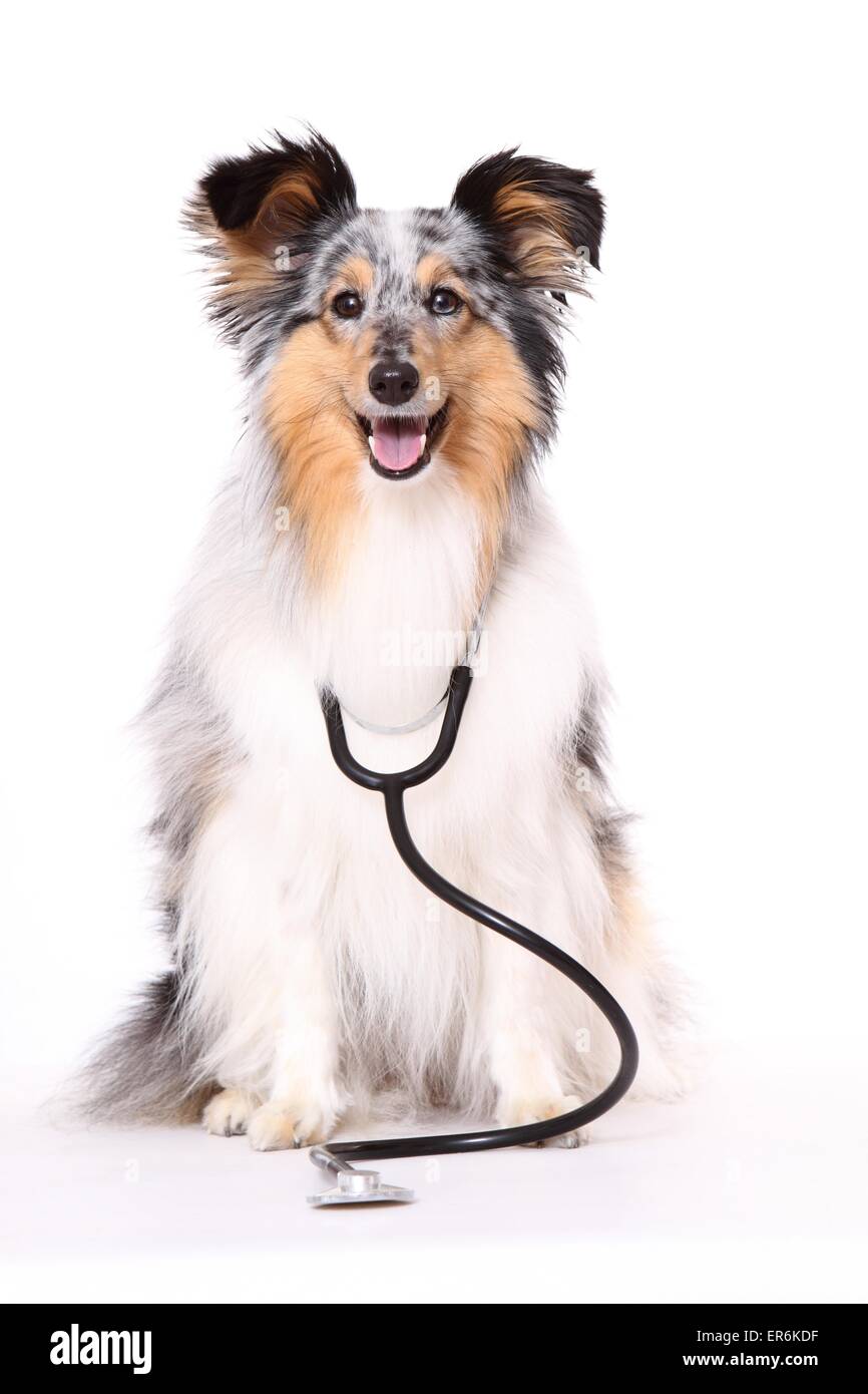sitting Shetland Sheepdog Stock Photo - Alamy