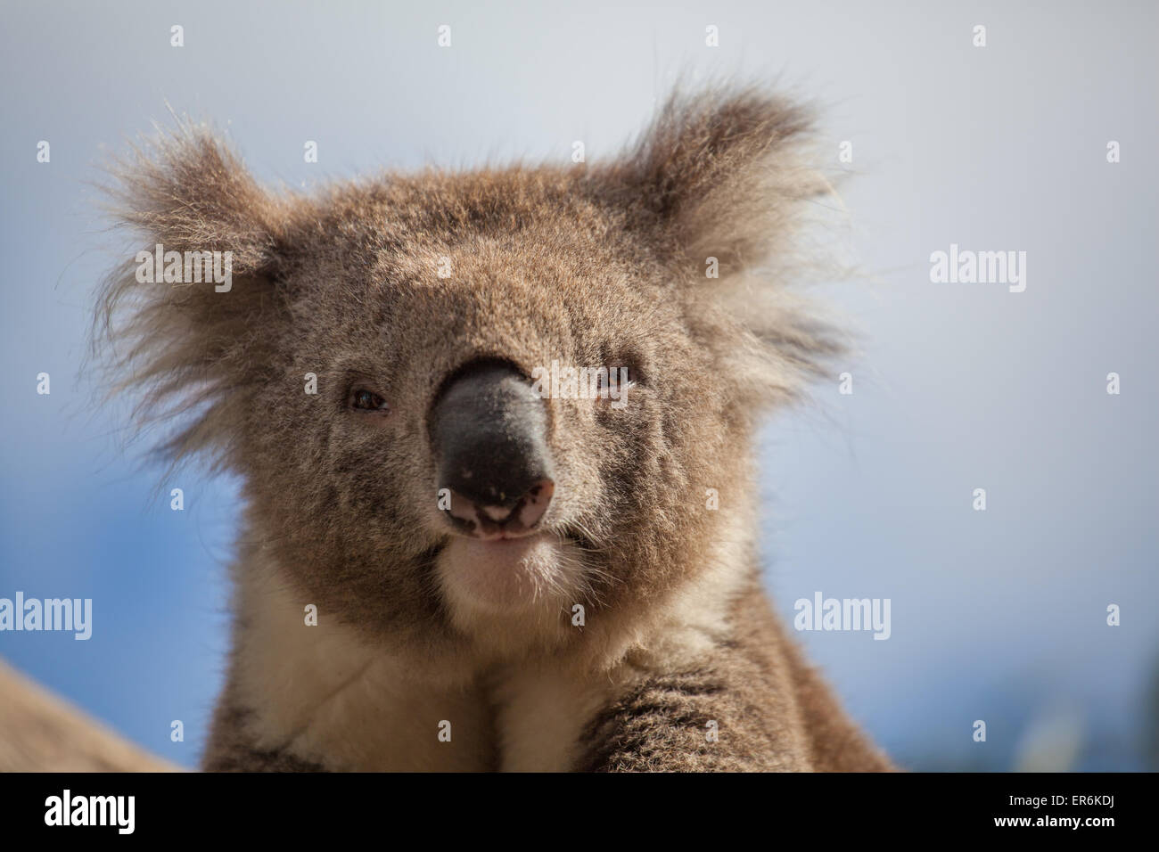 Koala closeup hi-res stock photography and images - Alamy
