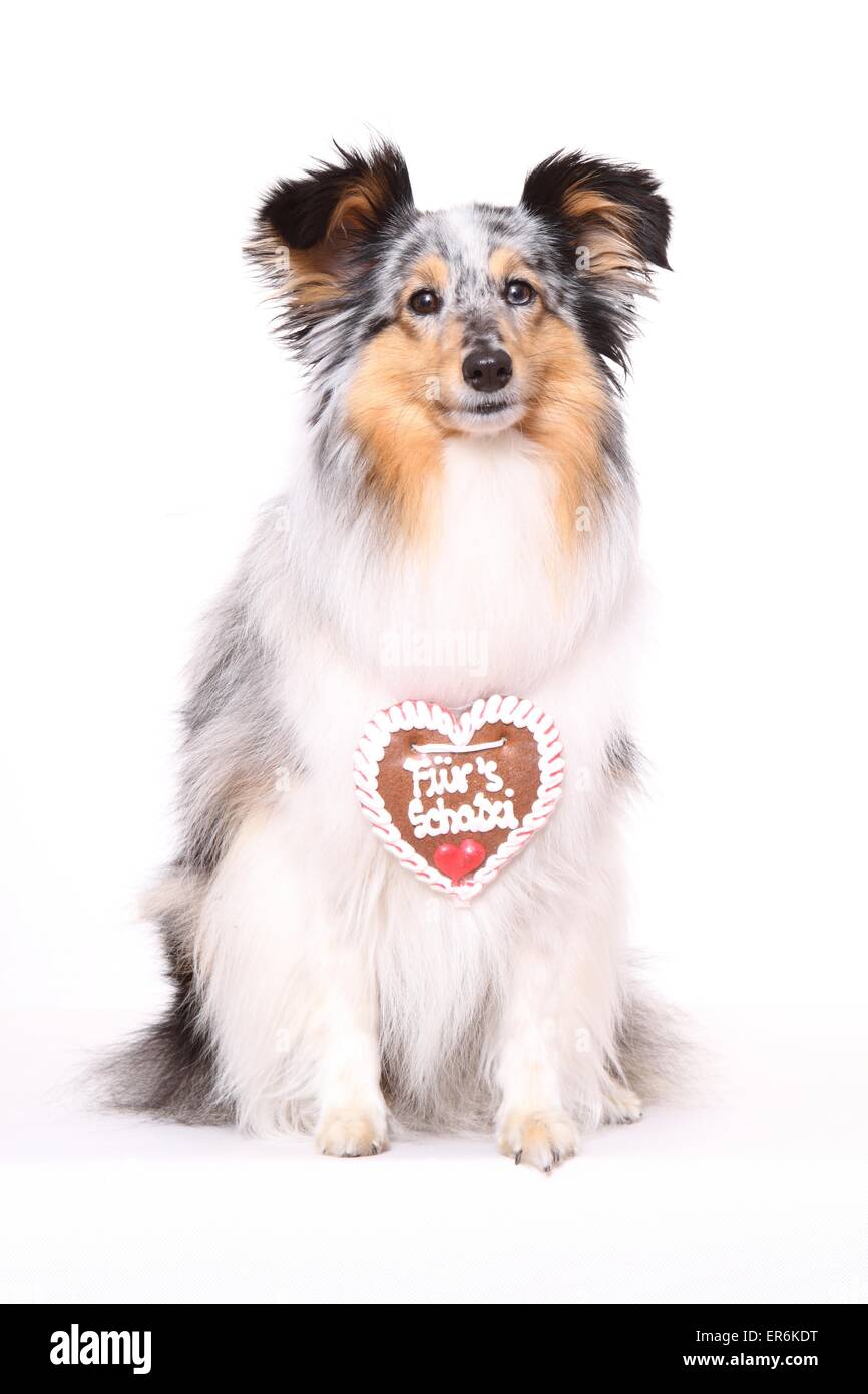 sitting Shetland Sheepdog Stock Photo - Alamy