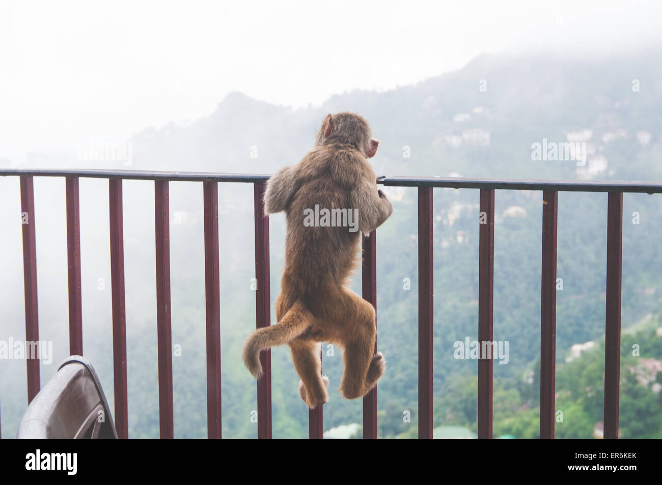 Monkey hills india hi-res stock photography and images - Alamy