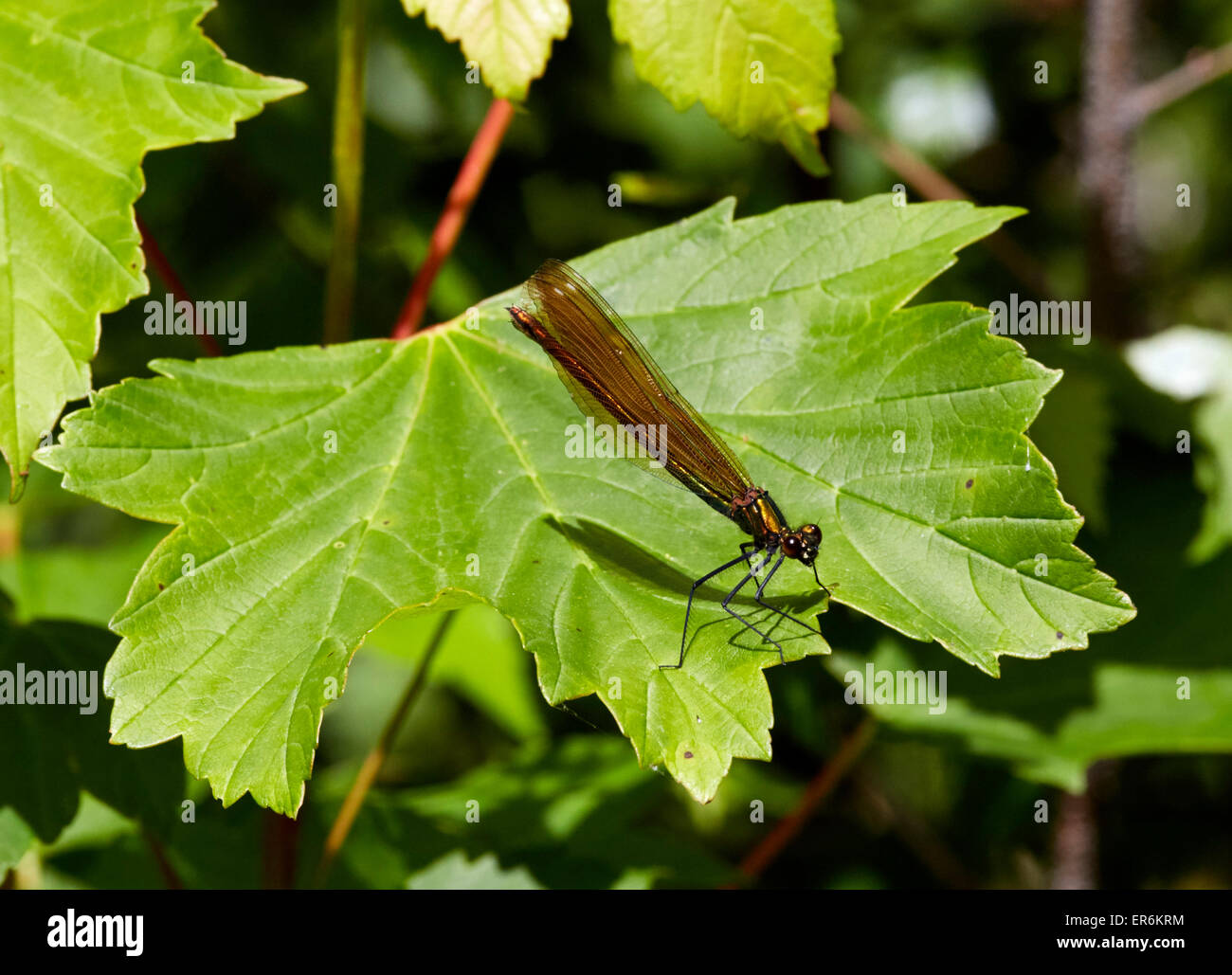 Female demoiselle hi-res stock photography and images - Alamy