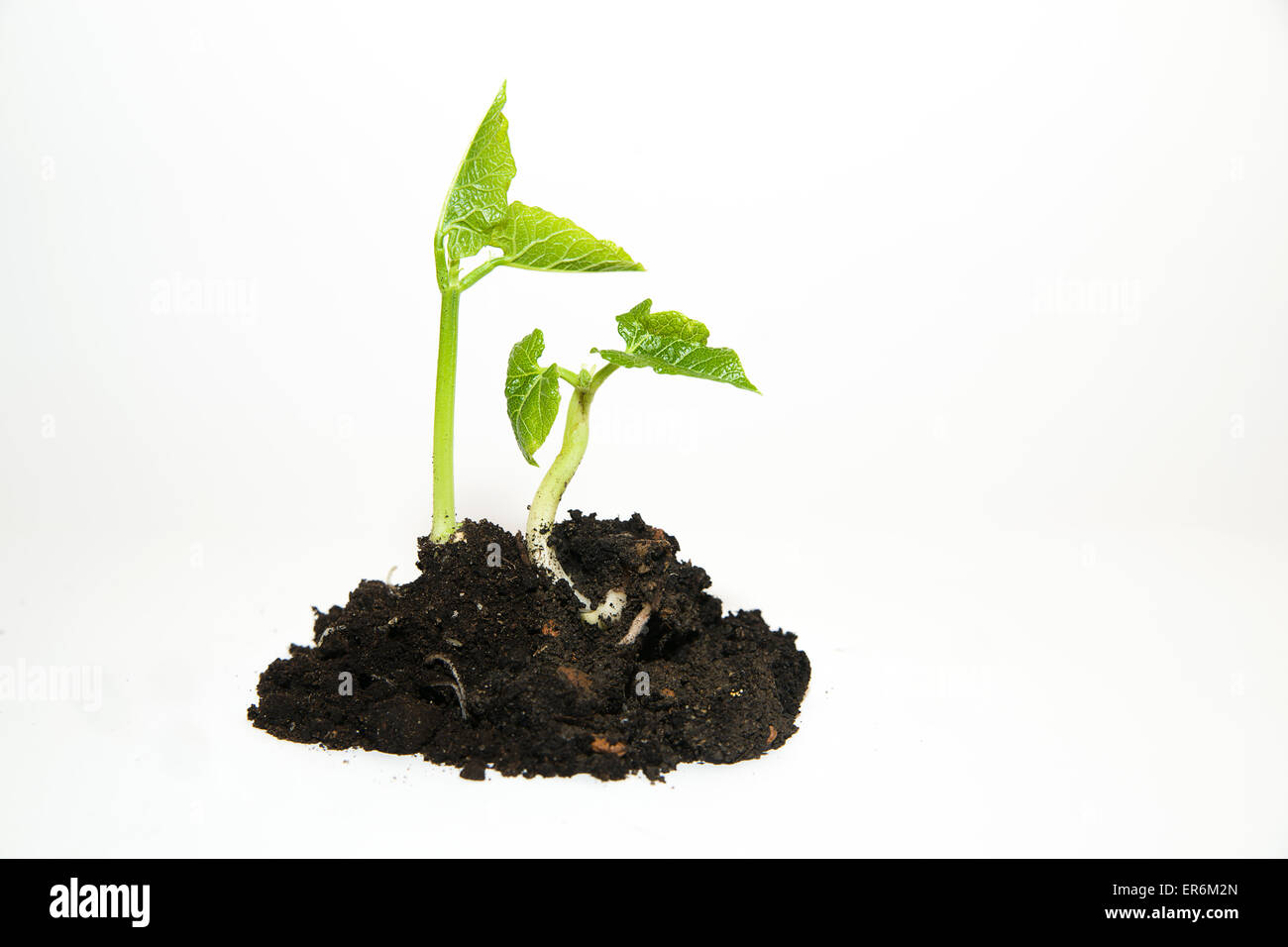 Green plants growing from a pile of soil on a white background Stock ...