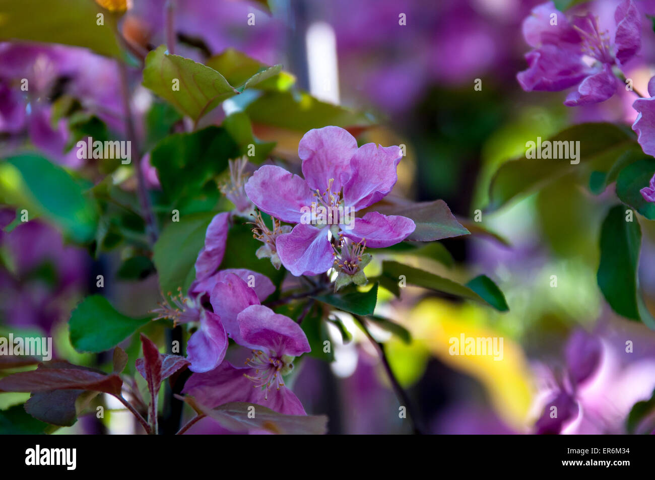 Pink the color of the Apple tree Stock Photo - Alamy