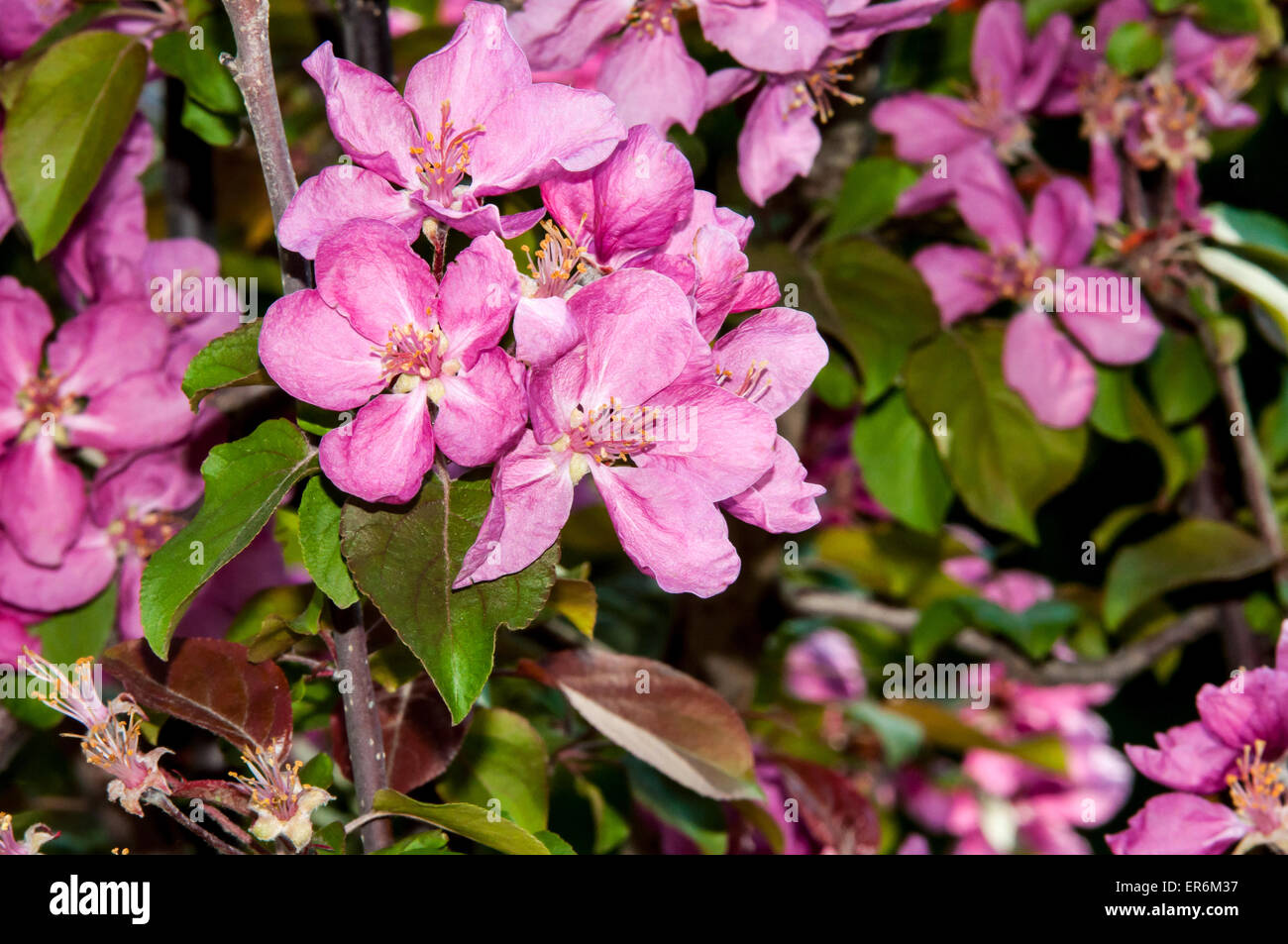 Pink the color of the Apple tree Stock Photo - Alamy