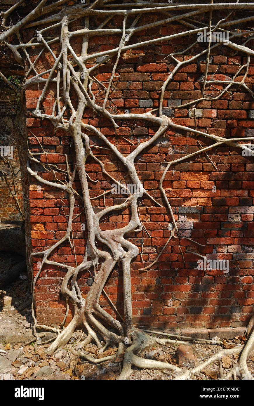 Roots banyan tree ross island hi-res stock photography and images - Alamy