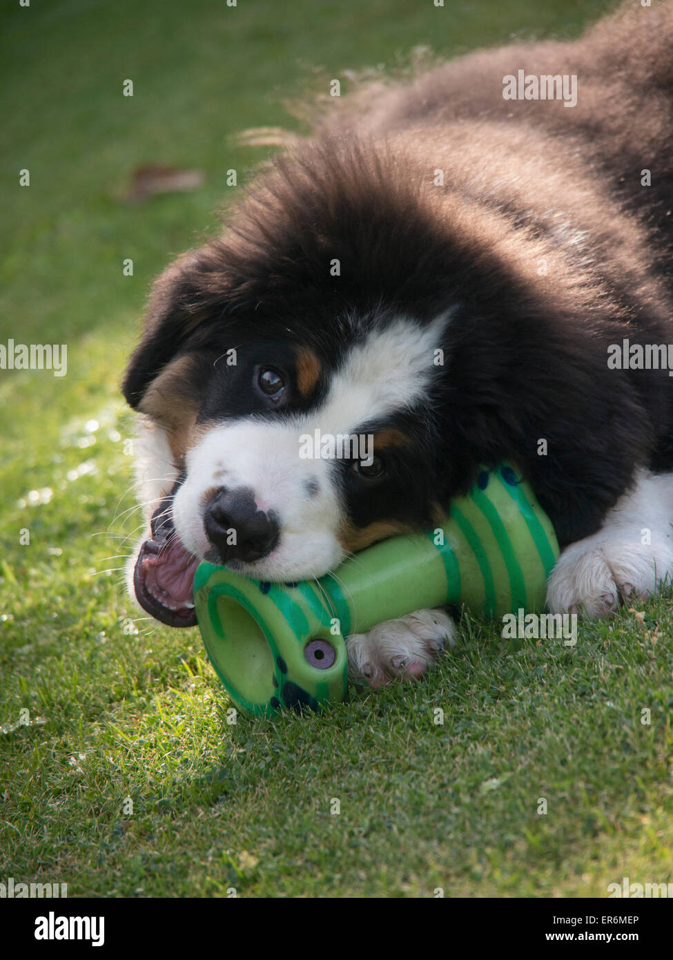 Bernese Mountain Dog puppy in a garden,UK.taken 10/07/2013 Stock Photo ...