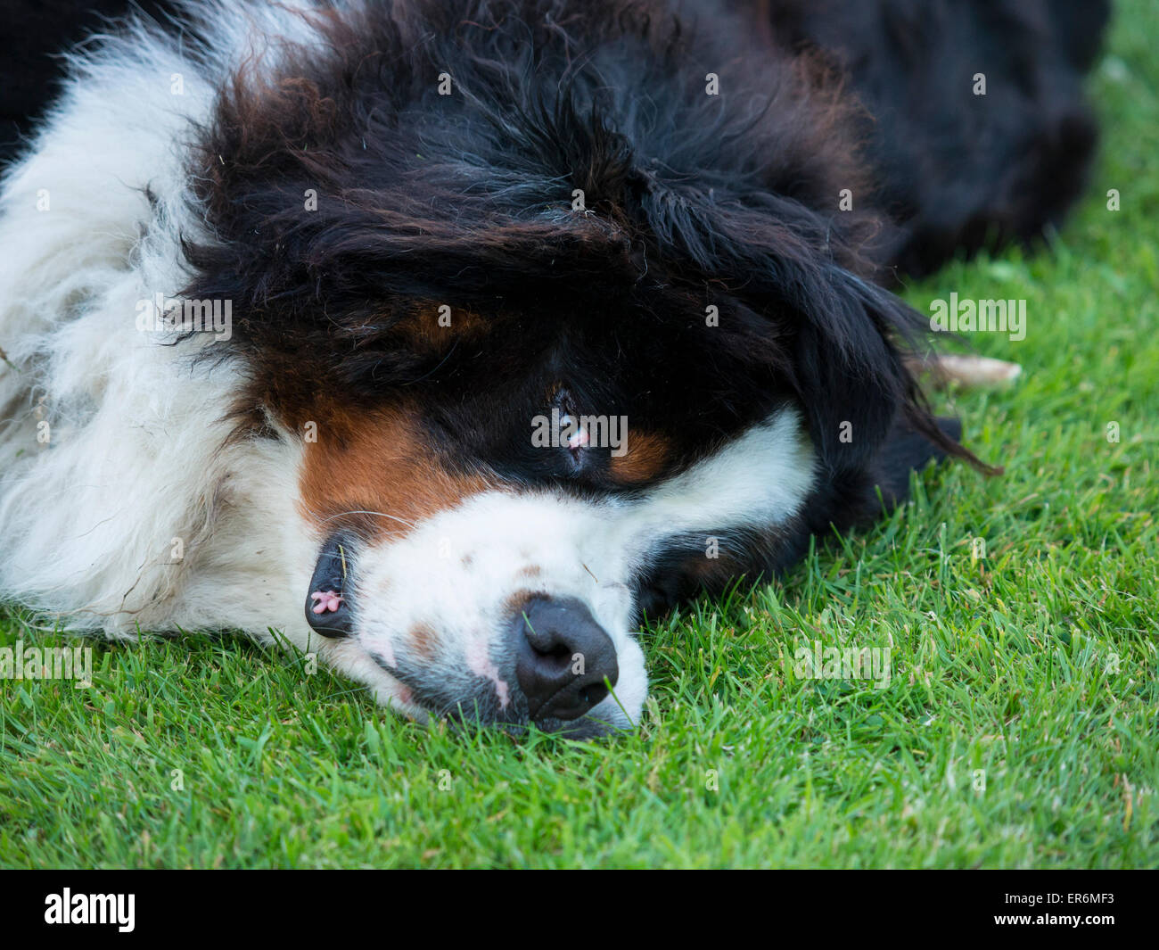 Bernese Mountain Dog puppy in a garden,UK.taken 10/07/2013 Stock Photo ...