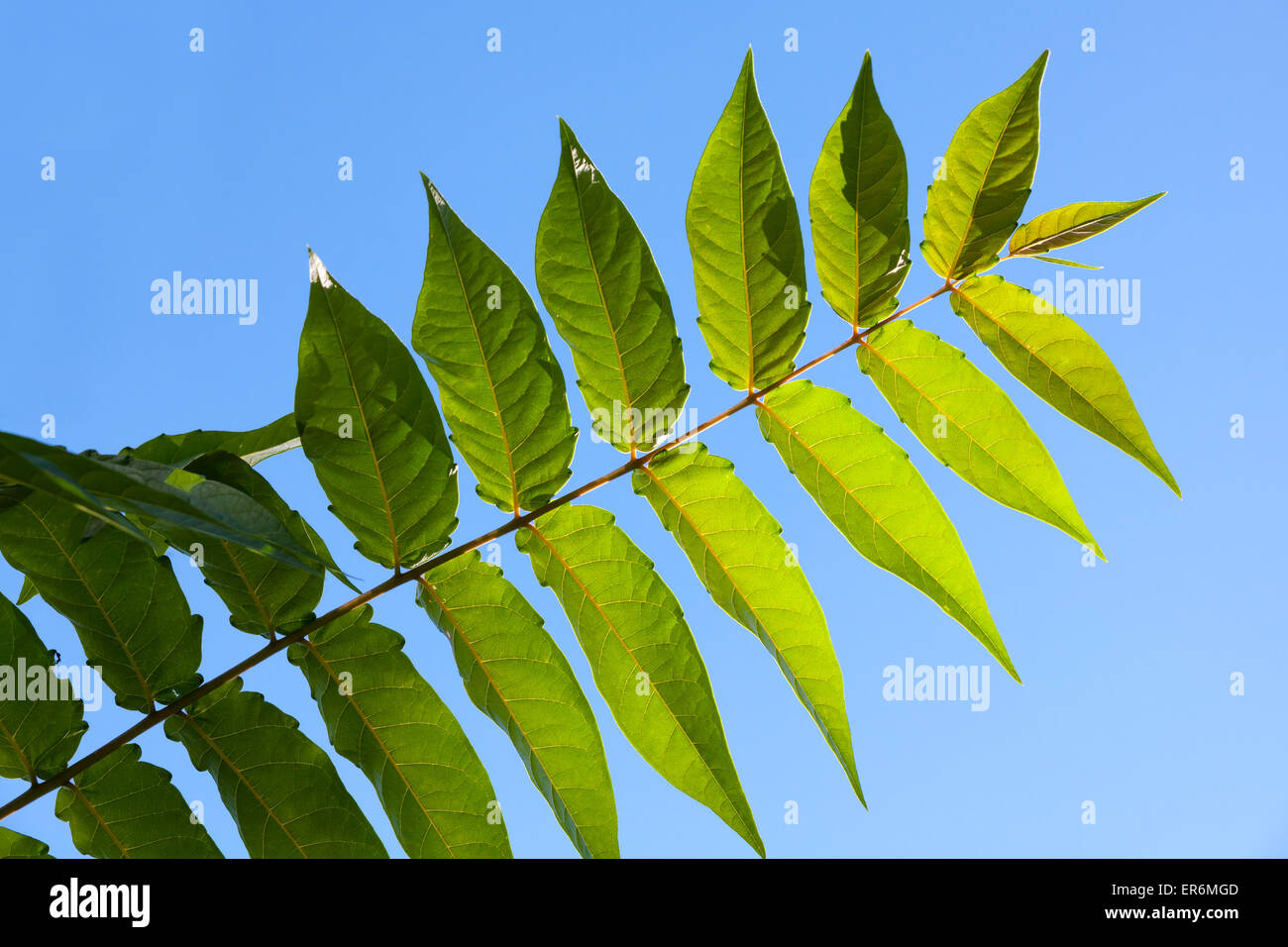 Pinnate leaf hi-res stock photography and images - Alamy