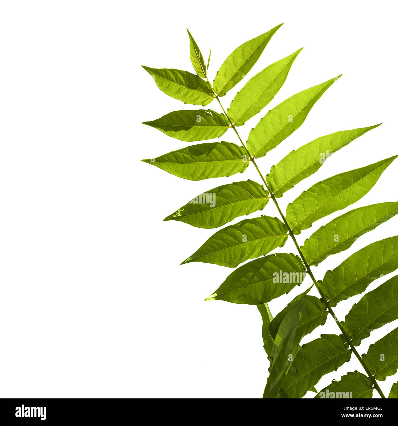 Green odd pinnate leaf of a tropical plant isolated on white background ...