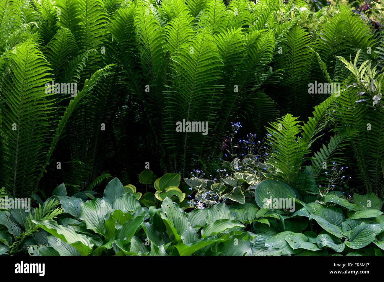 Hostas and ferns hi-res stock photography and images - Alamy