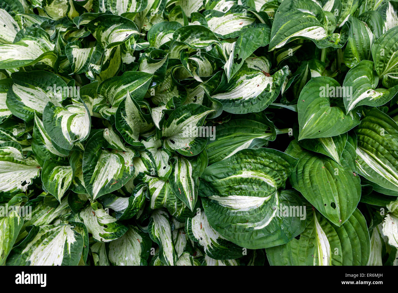 Hosta Variegated Leaf High Resolution Stock Photography and Images - Alamy