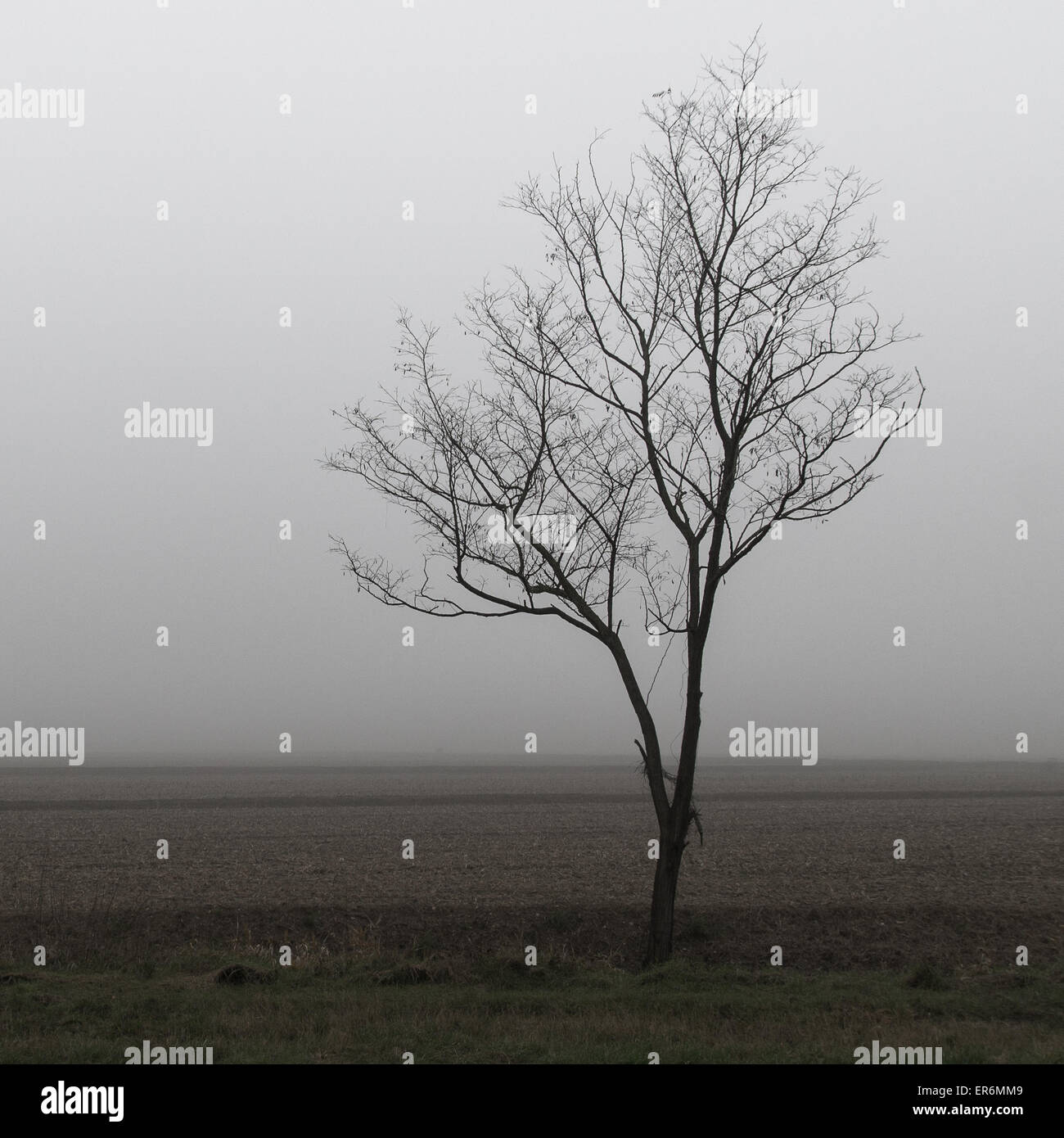 Bleak tree hi-res stock photography and images - Alamy