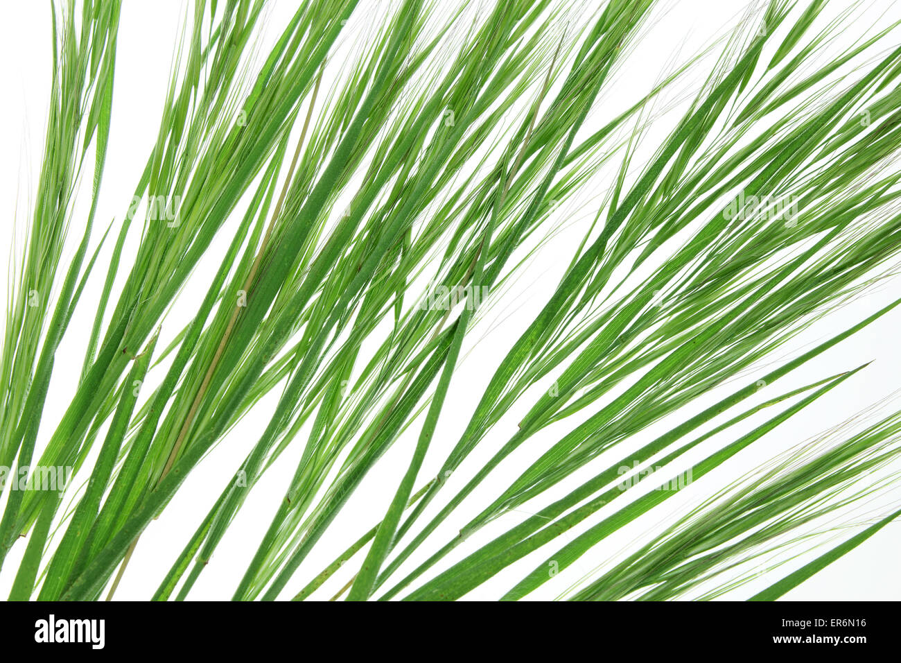 Long greenery hi-res stock photography and images - Alamy