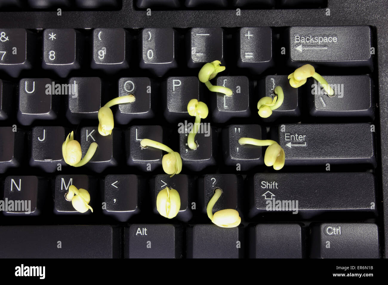 Young Shoots on Computer Keyboard Stock Photo - Alamy