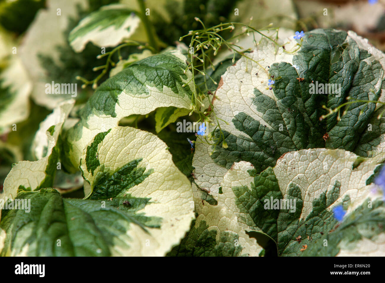 Plant with decorative and ornamental foliage - Brunnera macrophylla ...