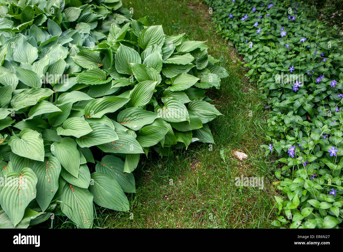 Plant with decorative and ornamental foliage - Hosta, Vinca minor Stock ...