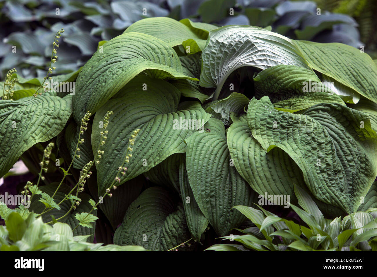 Hosta plant grows in shady garden Stock Photo - Alamy