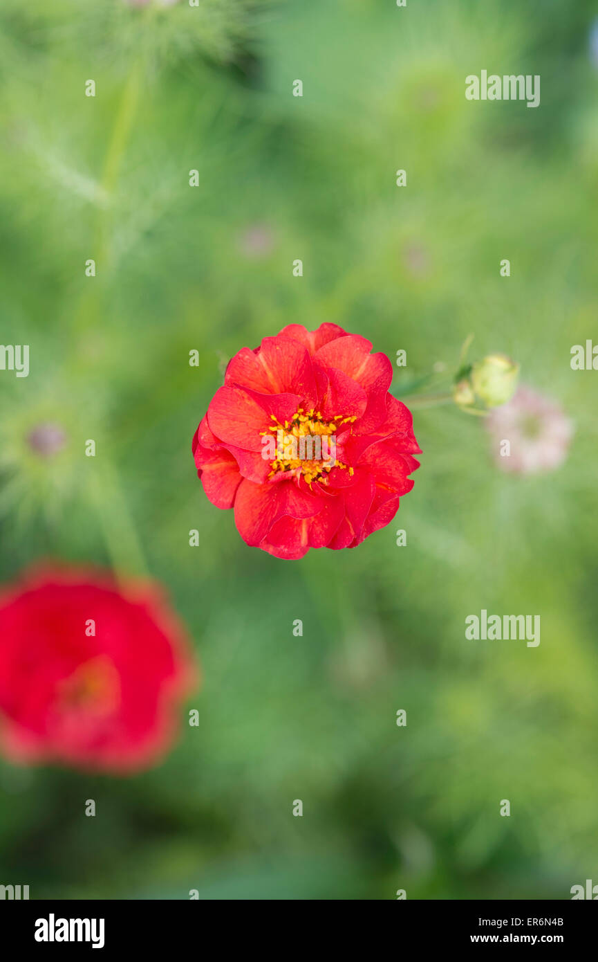 Red Geums Flowering High Resolution Stock Photography and Images - Alamy