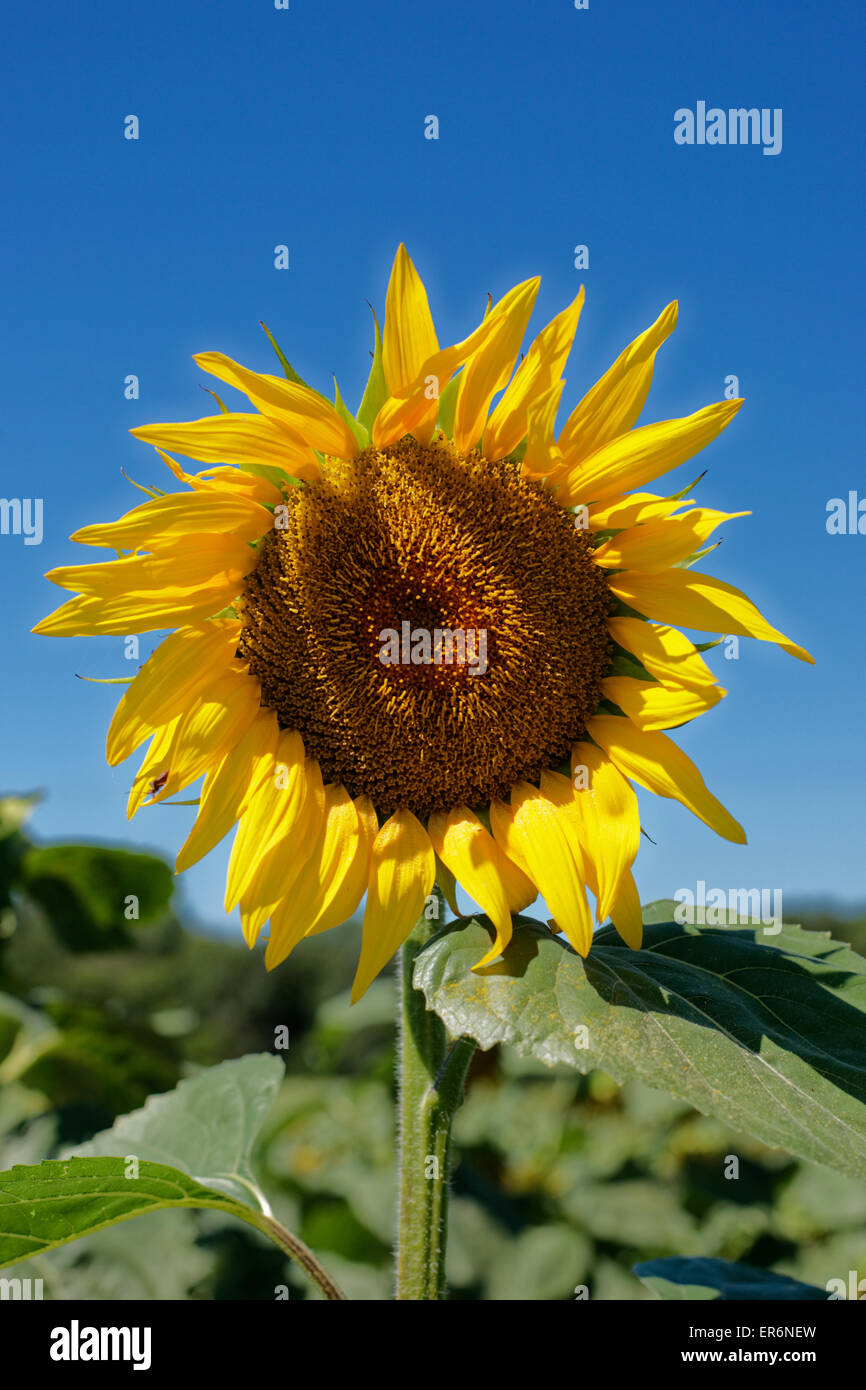 Close-up portrait of a Single Sun Flower Taken in Saint Vallier France ...