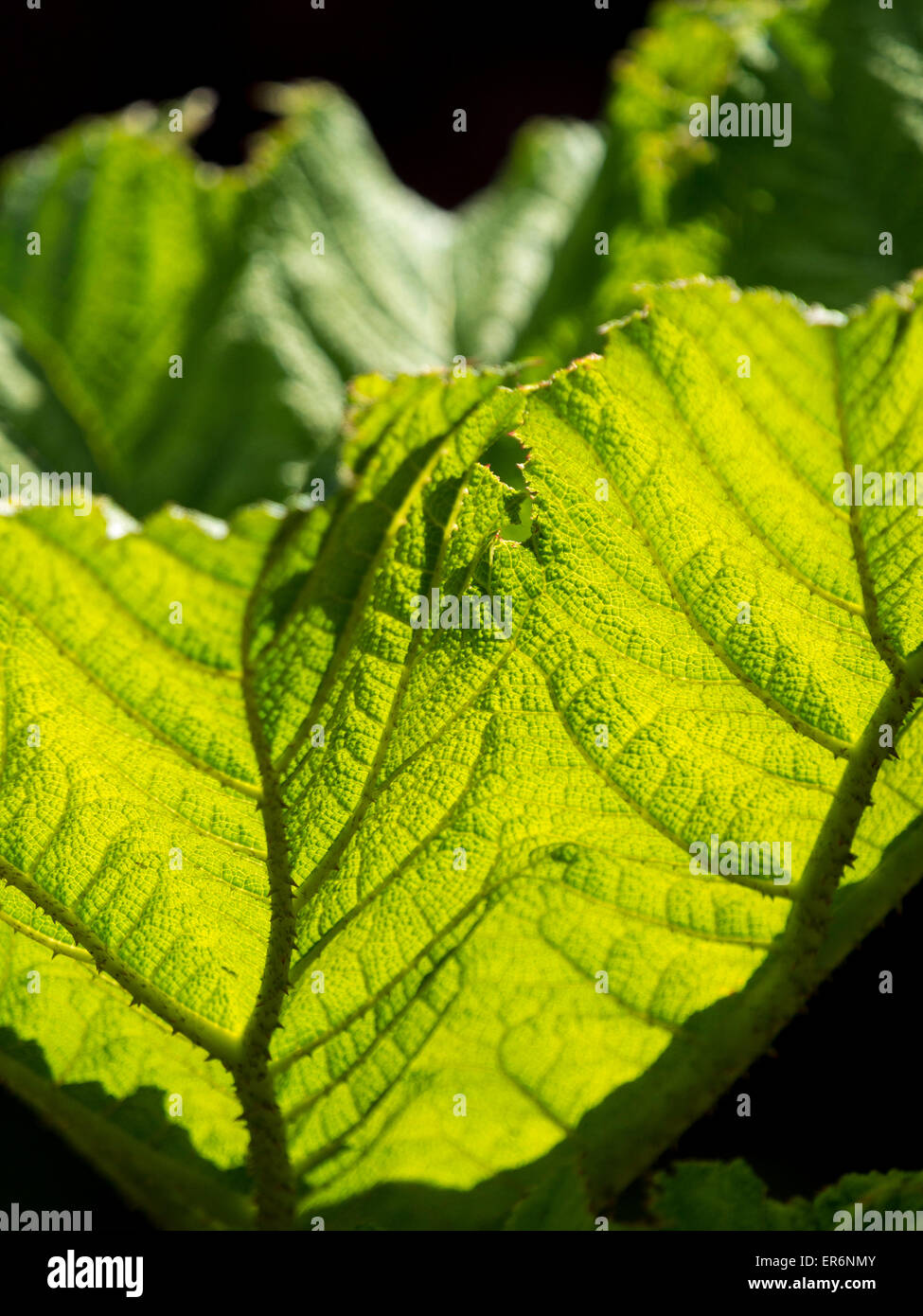 Translucent plant leaf hi-res stock photography and images - Alamy