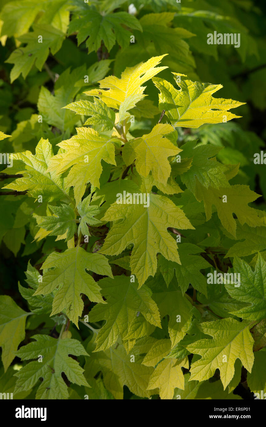 Palmately Lobed Leaf