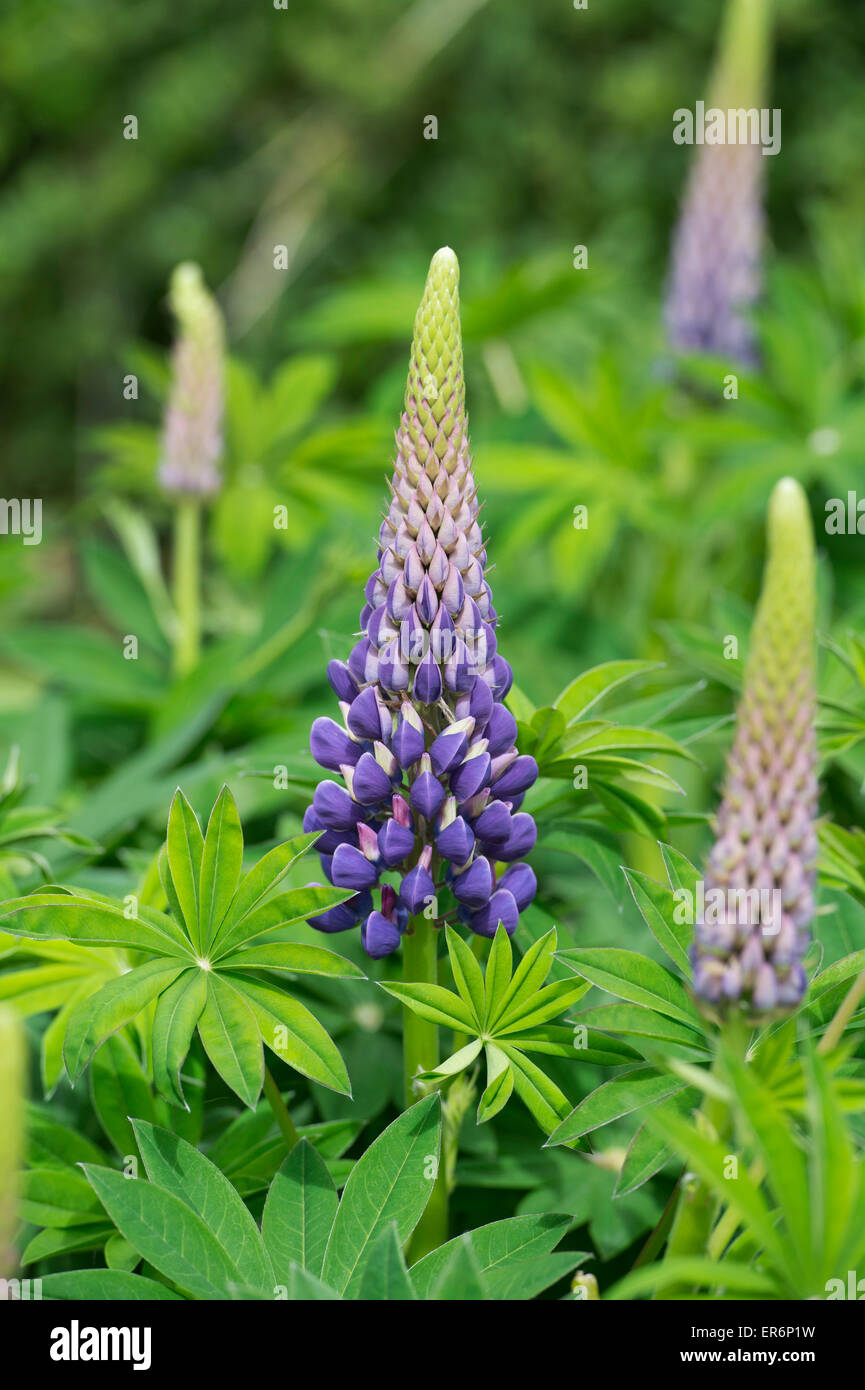 Lupinus. Hybrid Purple Lupin flowers Stock Photo - Alamy