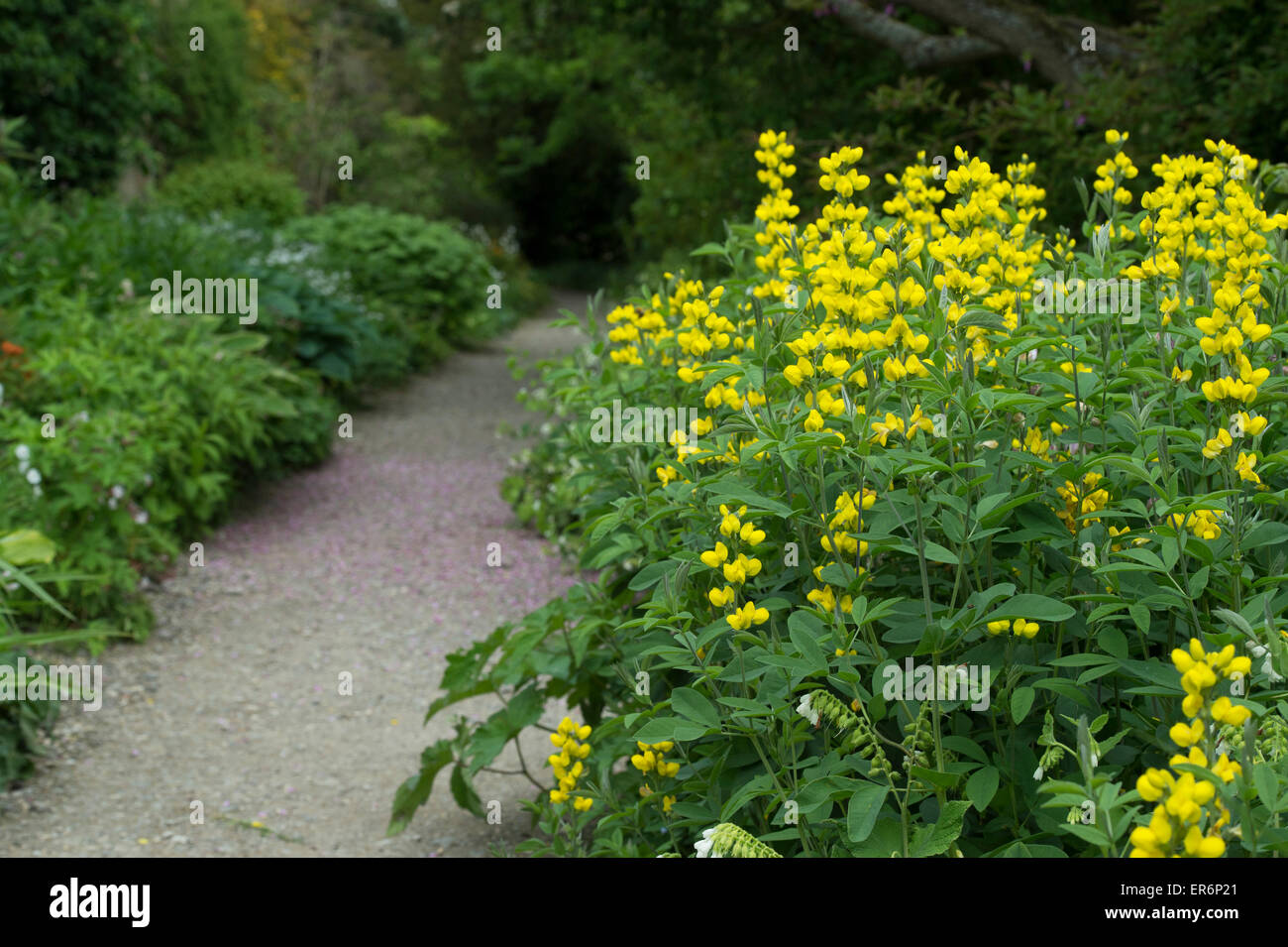 Lupinus luteus. Annual Yellow Lupin flowers Stock Photo - Alamy