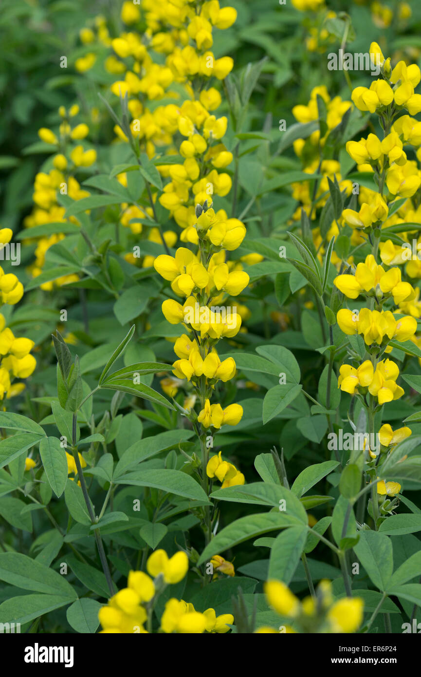 Lupinus luteus. Annual Yellow Lupin flowers Stock Photo - Alamy