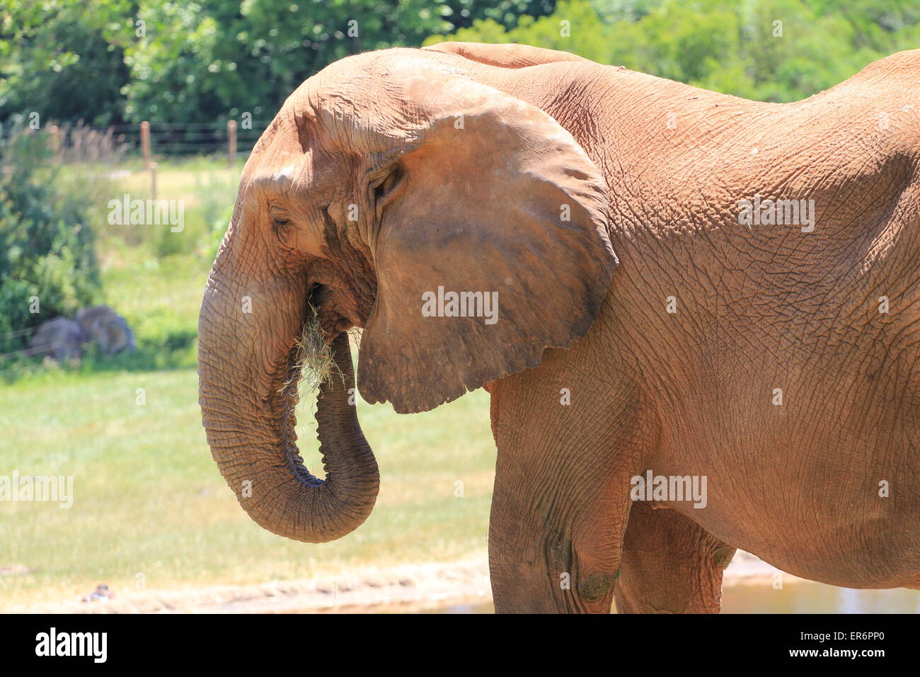 Juvenile Elephant Eating Stock Photo - Alamy