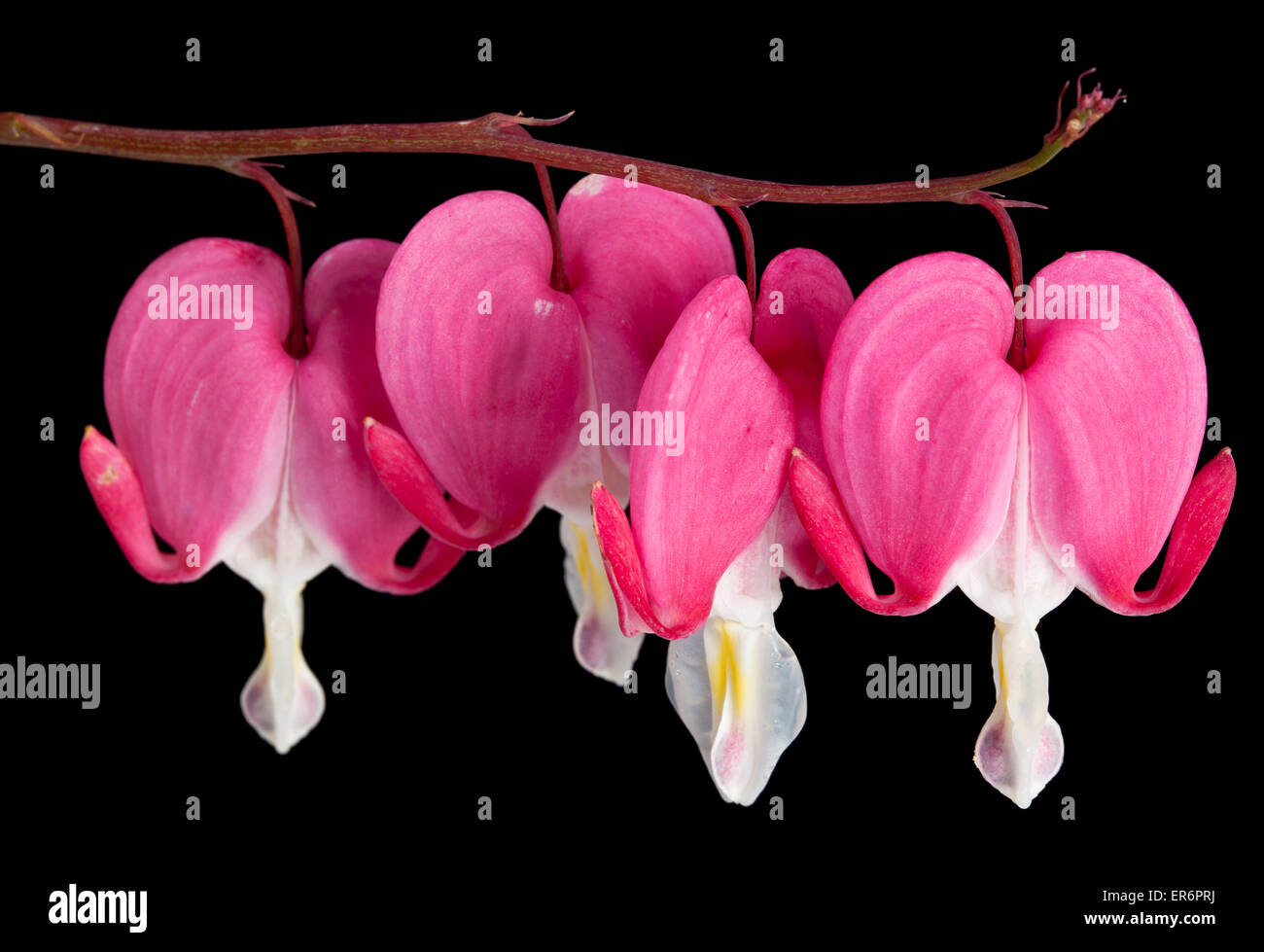 closeup of Bleeding Heart flowers on black background Stock Photo - Alamy