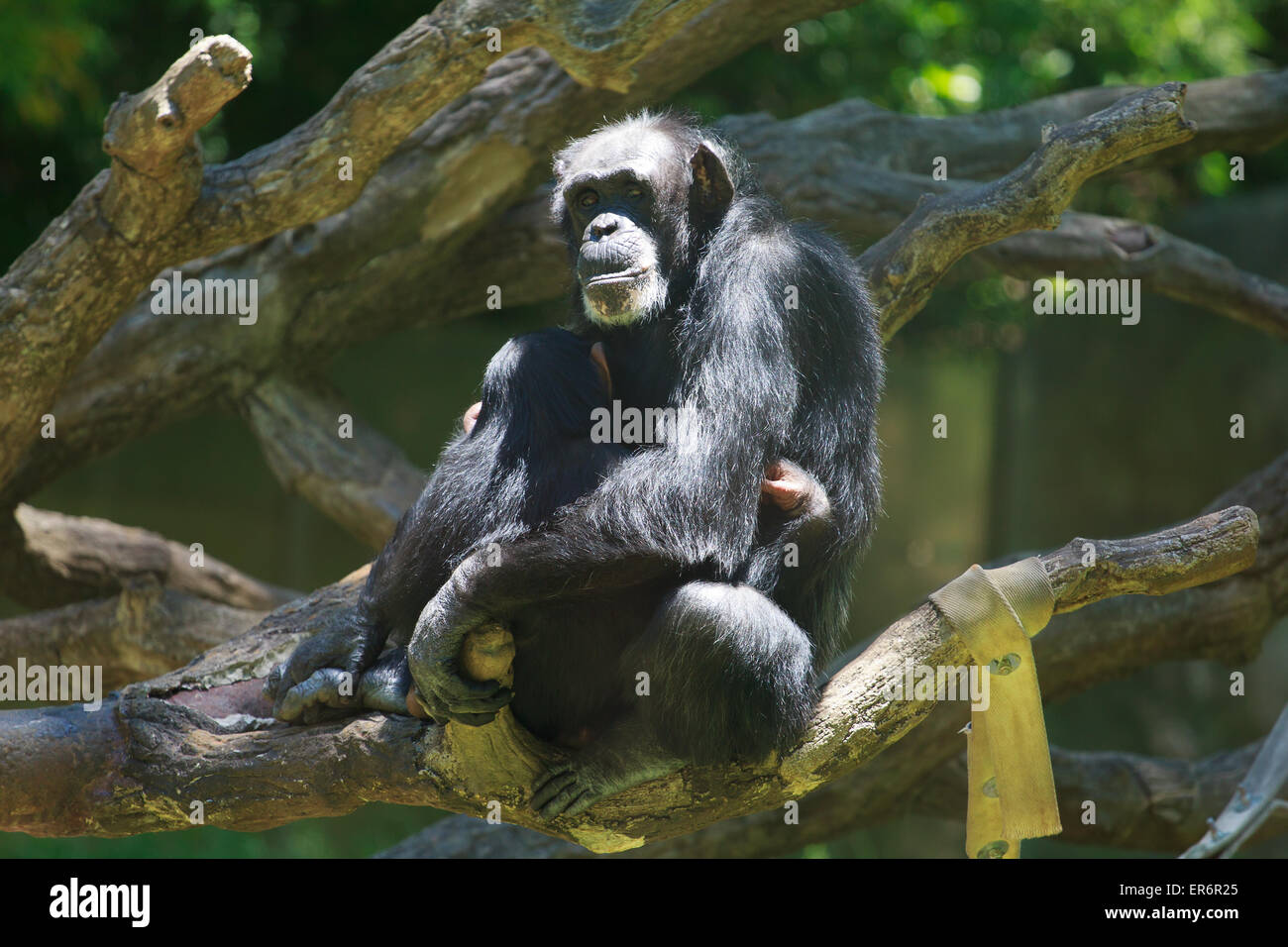 Female Chimpanzee with baby Stock Photo - Alamy