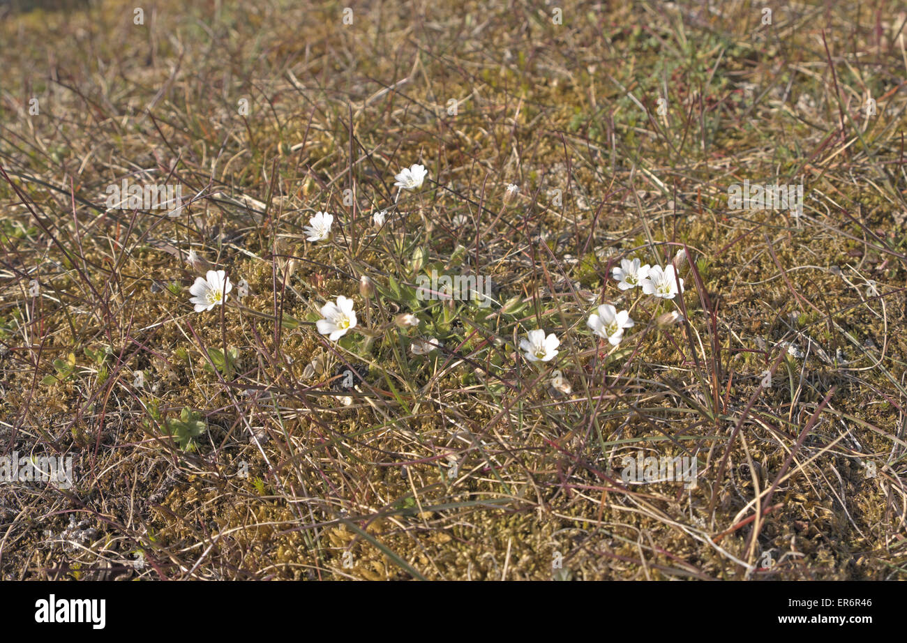 Arctic mouse-ear chickweed (Cerastium arcticum), Barentsoya, Svalbard ...