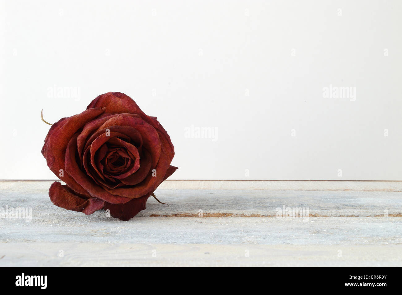 Withered red rose flower on the white wooden shelf. White background ...