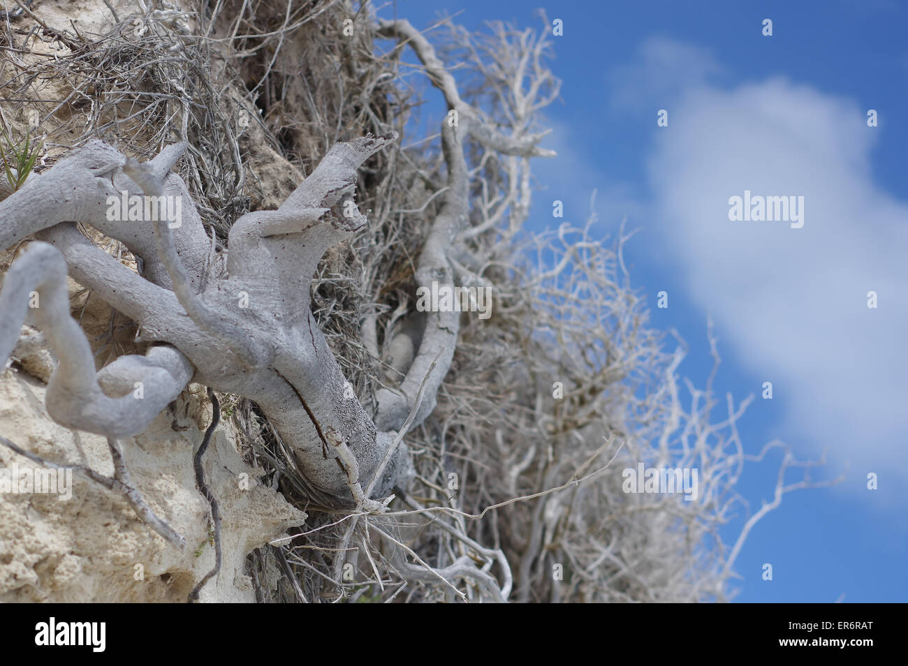 Mangrove like hi-res stock photography and images - Alamy