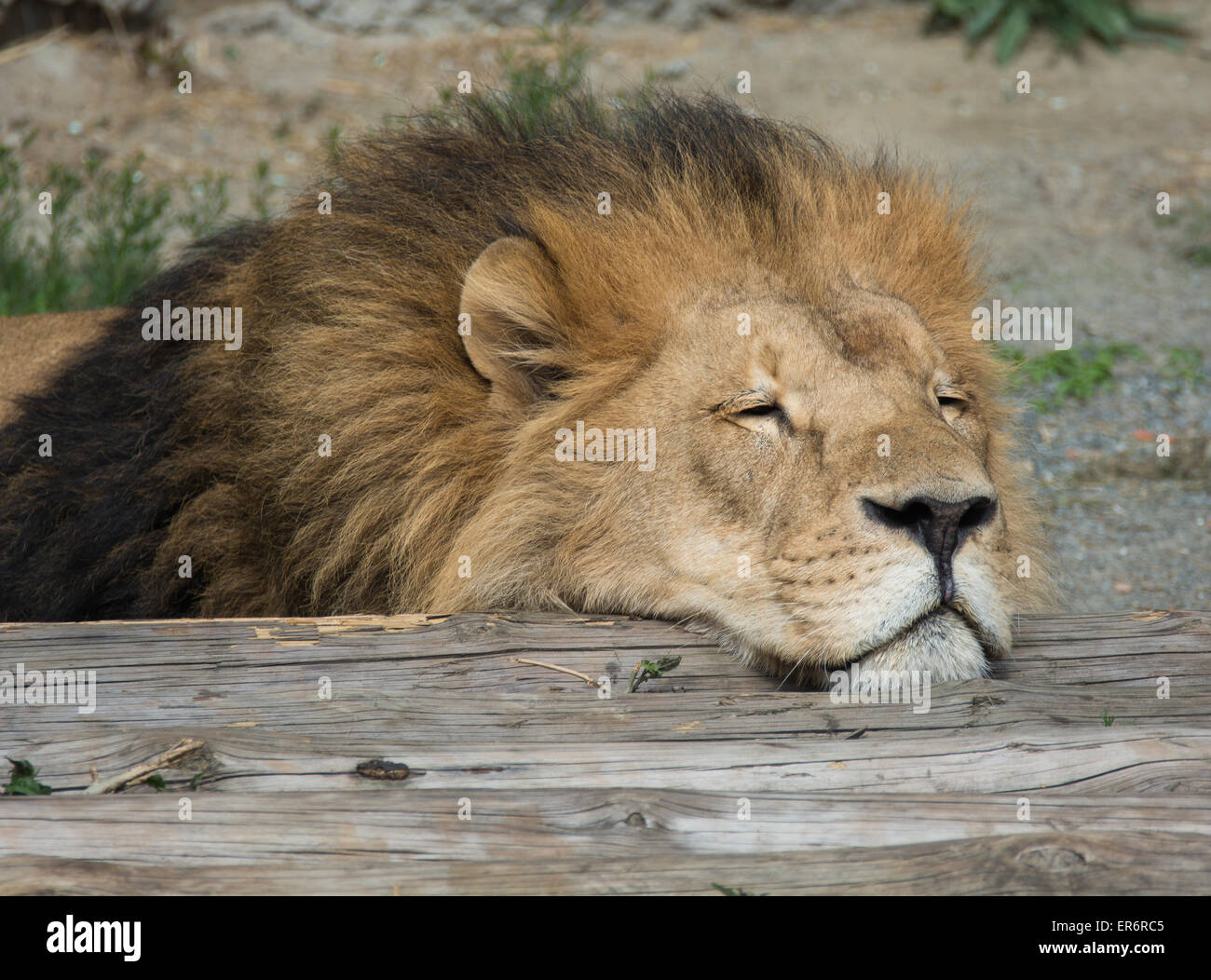 Lion yawns africa hi-res stock photography and images - Alamy