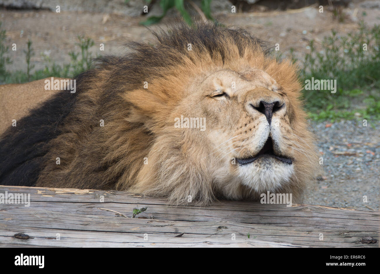 Lion pride sleep hi-res stock photography and images - Alamy