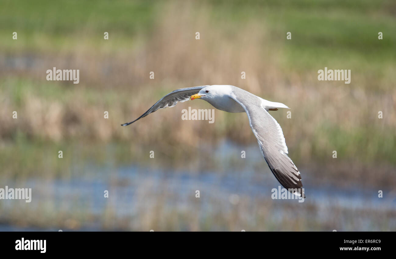 Seagull flying over the lake Stock Photo - Alamy