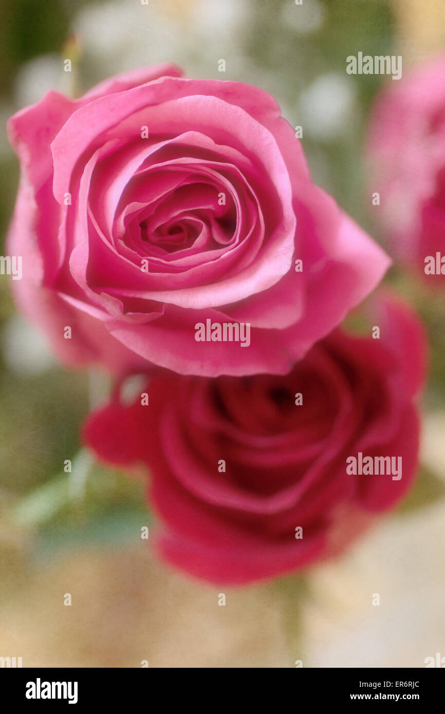 Red rose pink flowers hi-res stock photography and images - Alamy