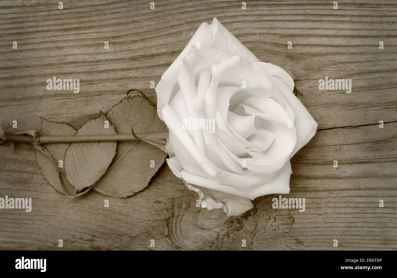 Single white rose on wood background Stock Photo - Alamy