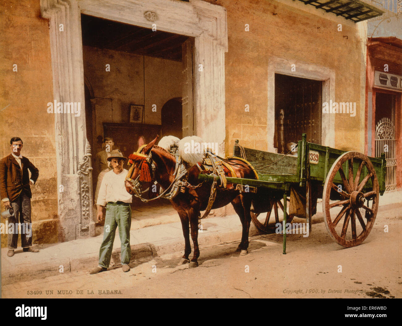 Mule and cart hi-res stock photography and images - Alamy