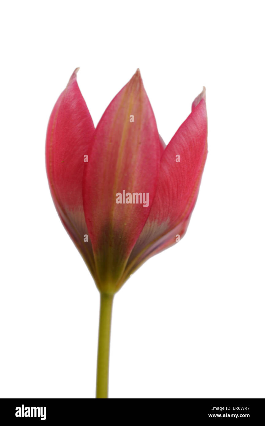 Tulip forest Cut Out Stock Images & Pictures - Alamy