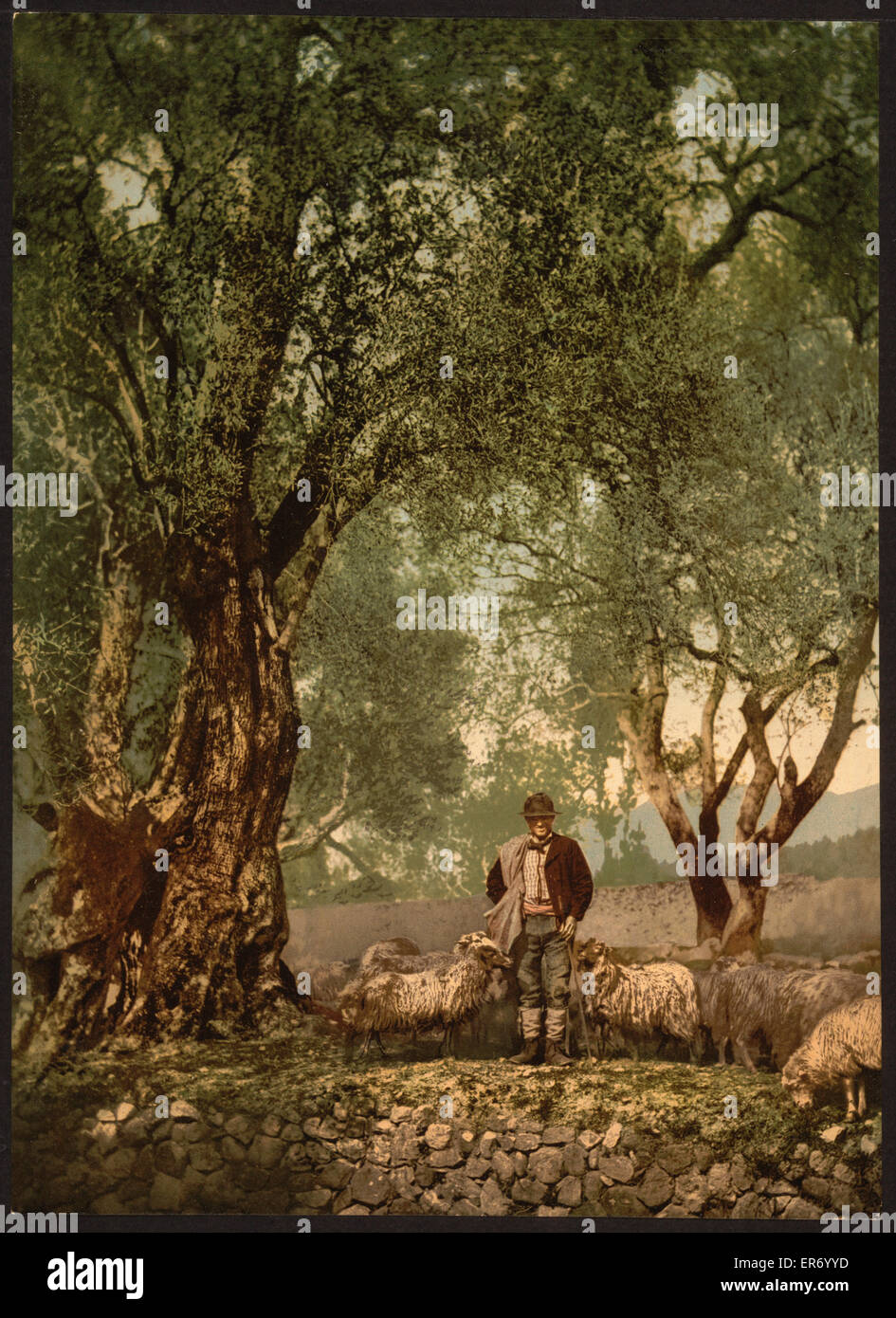 Shephard with flock in olive grove, Mentone, Riveria Stock Photo - Alamy
