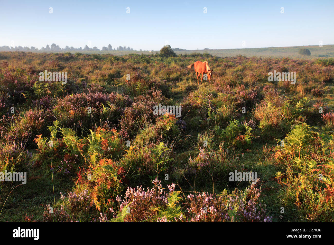 Misty morning sunrise; Ibsley Common, New Forest National Park ...
