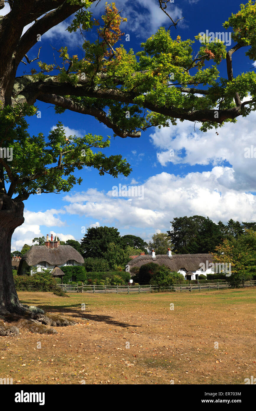 Summer English oak tree, white cottages in Lyndhurst town, New Forest ...
