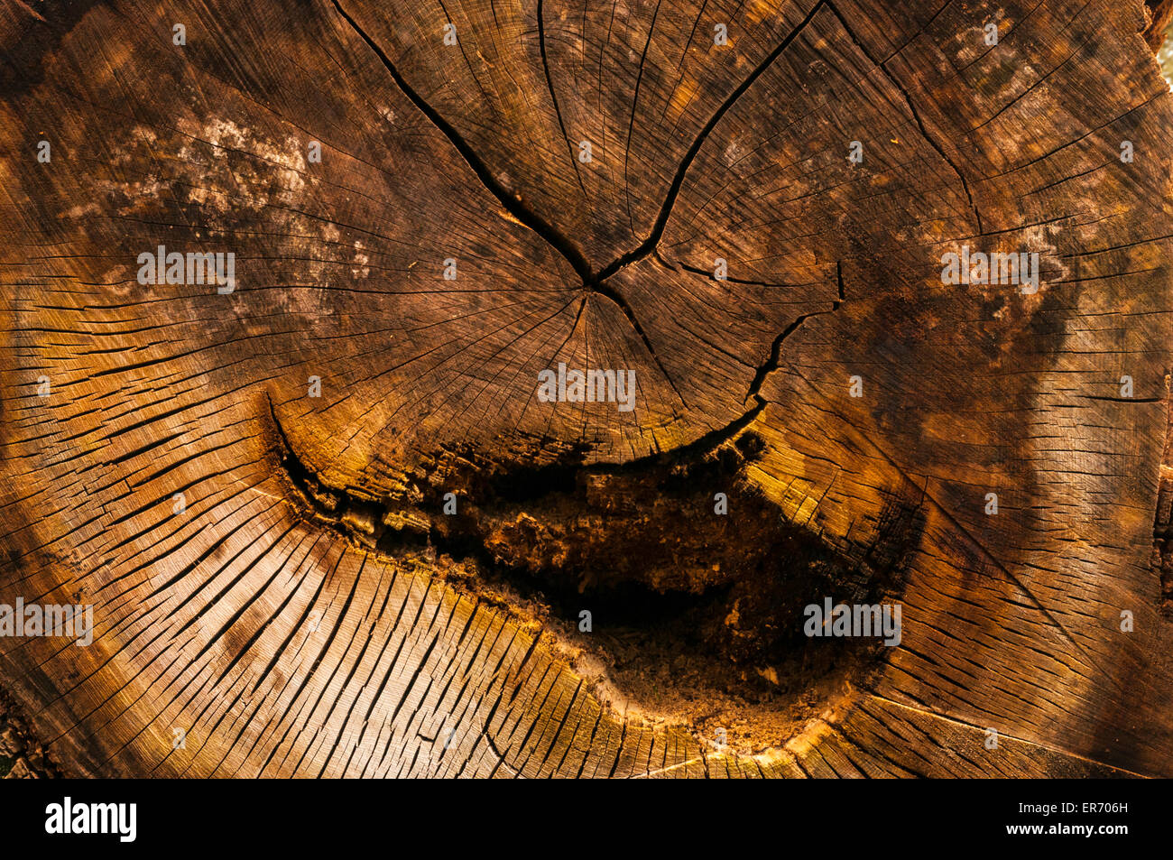 The end of a large log showing a hole and the cracking of the maturing ...