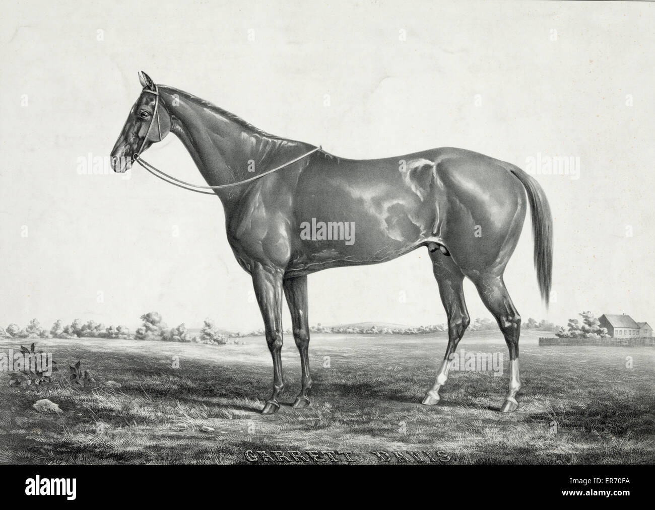 Garrett Davis: by Glencoe, dam by Sir Leslie Stock Photo - Alamy