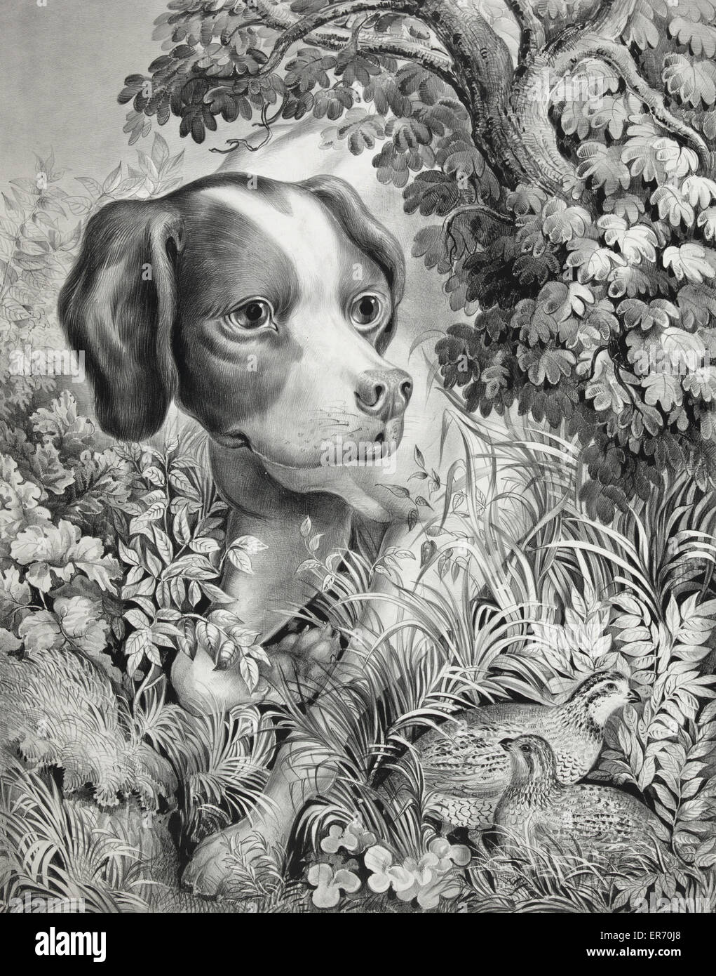 Pointing a bevy Stock Photo - Alamy