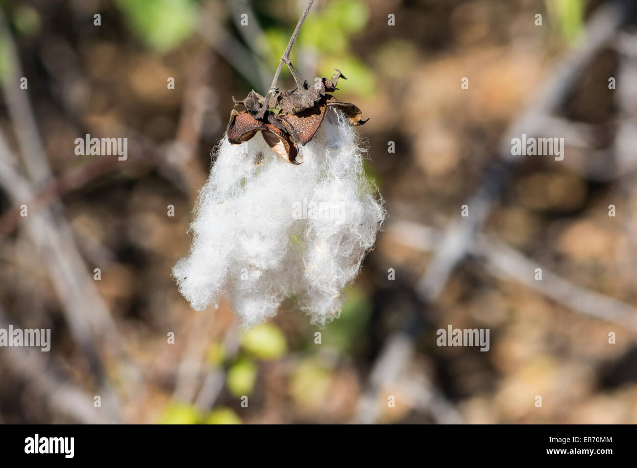 Seed dispersal wind hi-res stock photography and images - Alamy